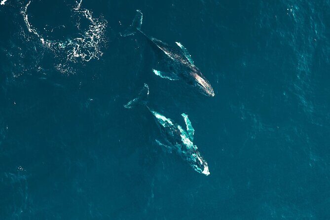 Waikiki Whale Watching Cruise - The Scenic Backdrop and Photo Opportunities