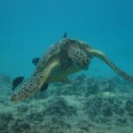 Waikoloa Catamaran Morning Snorkel Inluding Lunch - The Experience from Guest Perspectives