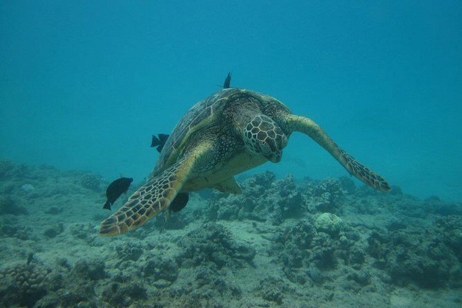 Waikoloa Catamaran Morning Snorkel Inluding Lunch - The Experience from Guest Perspectives