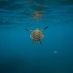 Wailea: Turtle Town Snorkeling Trip with Photo and Video - The Itinerary and Water Experience