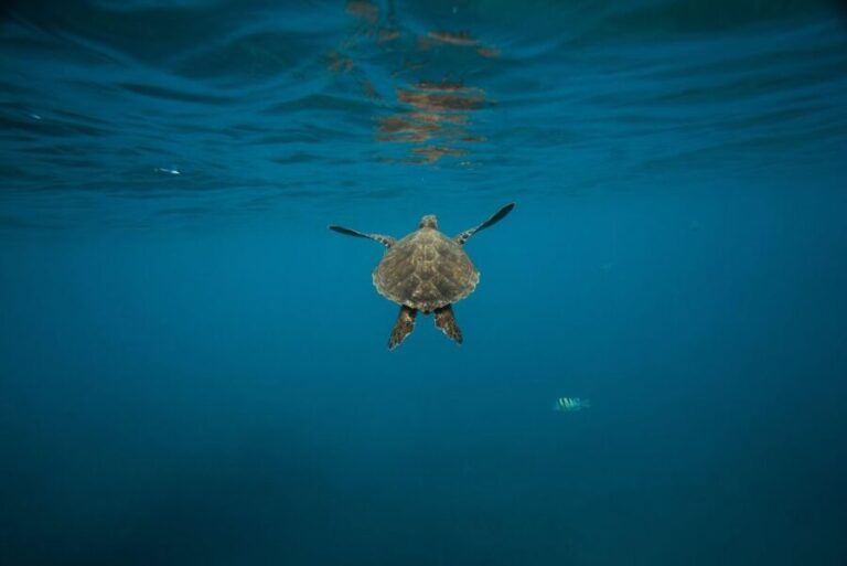 Wailea: Turtle Town Snorkeling Trip with Photo and Video - The Itinerary and Water Experience