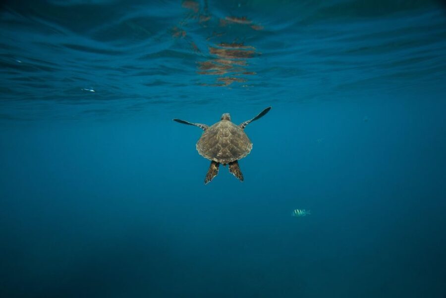 Wailea: Turtle Town Snorkeling Trip with Photo and Video - The Itinerary and Water Experience