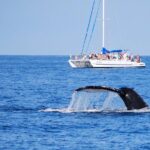 Wake Up With the Whales Cruise from Anaeho'omalu Bay - The Value of this Tour