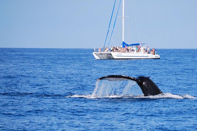 Wake Up With the Whales Cruise from Anaeho'omalu Bay - The Value of this Tour