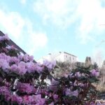 Walking tour: Medieval Spirit of Bergen + sweet Arctic gifts - Authentic Guides Make the Difference