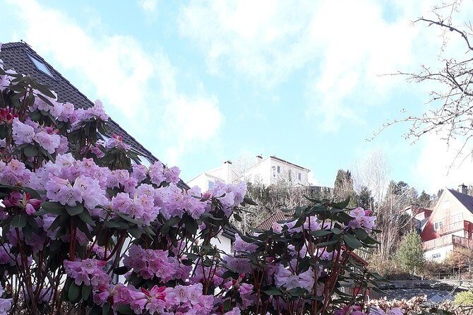 Walking tour: Medieval Spirit of Bergen + sweet Arctic gifts - Authentic Guides Make the Difference