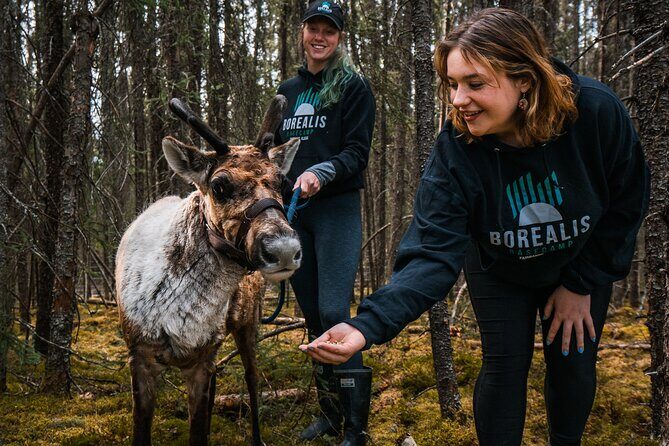 Walking with Reindeer Experience - Who Will Love This Experience?
