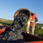 Walks in the heart of the secret vineyards around Collioure, tastings - A Deep Dive into the Experience
