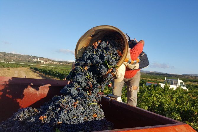 Walks in the heart of the secret vineyards around Collioure, tastings - A Deep Dive into the Experience