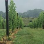 Washington DC: Winery Tour - Final Thoughts