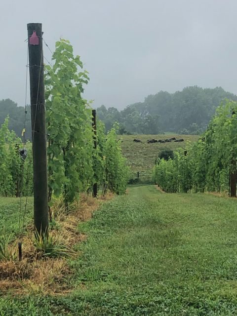 Washington DC: Winery Tour - Final Thoughts