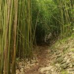 Waterfall and Rainforest Adventure - Practical Considerations