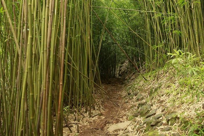 Waterfall and Rainforest Adventure - Practical Considerations