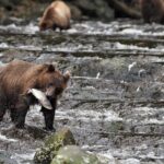 Waterfall Creek Brown Bear Viewing Juneau - Weather, Safety, and Flexibility