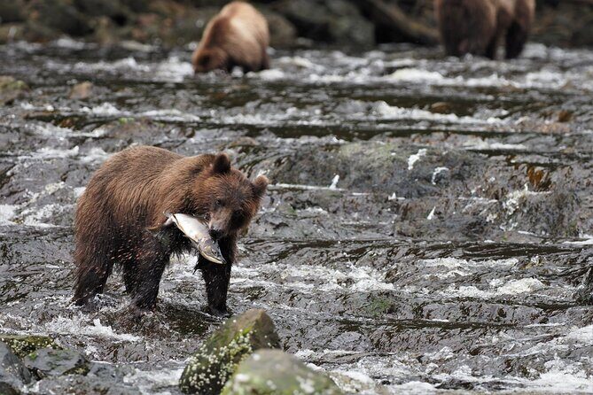 Waterfall Creek Brown Bear Viewing Juneau - Weather, Safety, and Flexibility