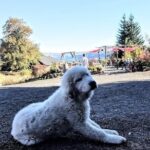 Waterfalls & Wine Tour-Multnomah Falls,Vineyards,Hood River Combo - FAQ