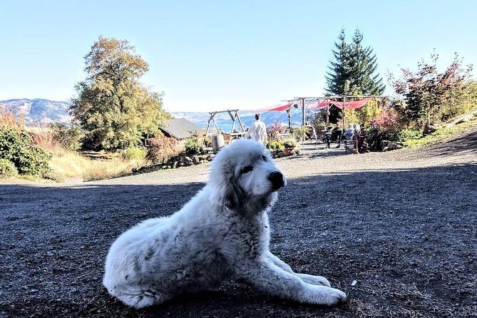 Waterfalls & Wine Tour-Multnomah Falls,Vineyards,Hood River Combo - FAQ