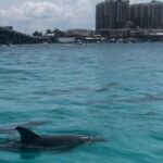Waverunner Dolphin Tour - Booking and Practical Details
