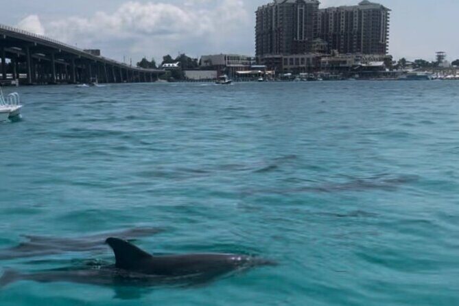 Waverunner Dolphin Tour - Booking and Practical Details