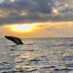 West Maui Sunset Whale Watch - Why This Tour Stands Out
