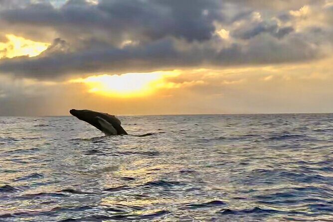 West Maui Sunset Whale Watch - Why This Tour Stands Out