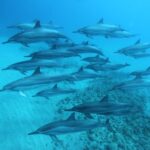 West O'ahu: Swim with Dolphins Catamaran Cruise - An In-Depth Look at the Experience