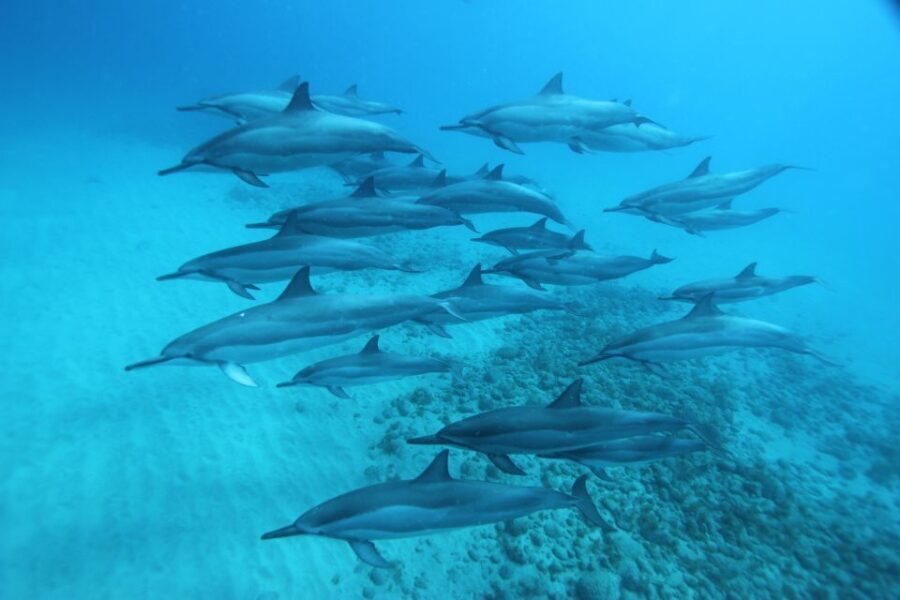 West O'ahu: Swim with Dolphins Catamaran Cruise - An In-Depth Look at the Experience