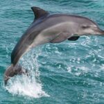 West Oahu Whale Watching Excursion - Who Will Love This Tour?