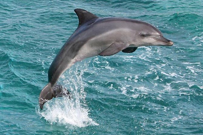 West Oahu Whale Watching Excursion - Who Will Love This Tour?