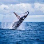 West Oahu Whale Watching & Turtle Snorkeling - Wildlife Watching: What You Might See and Why It Matters