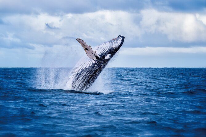 West Oahu Whale Watching & Turtle Snorkeling - Wildlife Watching: What You Might See and Why It Matters