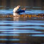 West Sweden: 5-Day Sea Kayak Camp with Seaside Accommodation - Why This Tour Offers Value