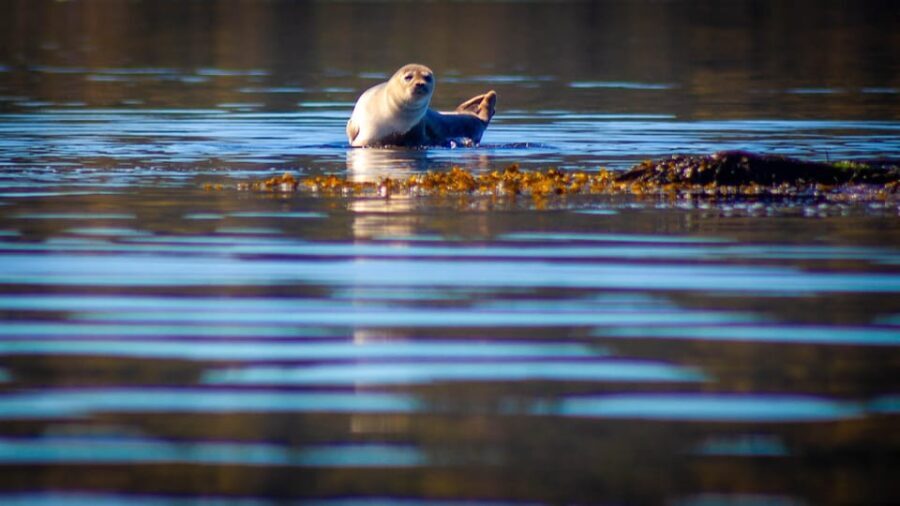 West Sweden: 5-Day Sea Kayak Camp with Seaside Accommodation - Why This Tour Offers Value