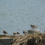 Wetlands Safari Eco-Cruise in Cape May (Birding By Boat) - Itinerary and Experience Breakdown