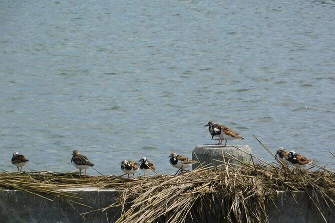 Wetlands Safari Eco-Cruise in Cape May (Birding By Boat) - Itinerary and Experience Breakdown