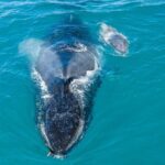 Whale and Dolphin Watch Boat Cruise in Oahu - Final Thoughts