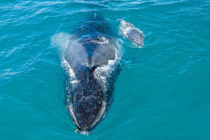 Whale and Dolphin Watch Boat Cruise in Oahu - Final Thoughts