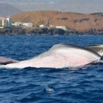 Whale and Dolphin Watching EcoAdventure in Tenerife - Who Will Love This Tour?