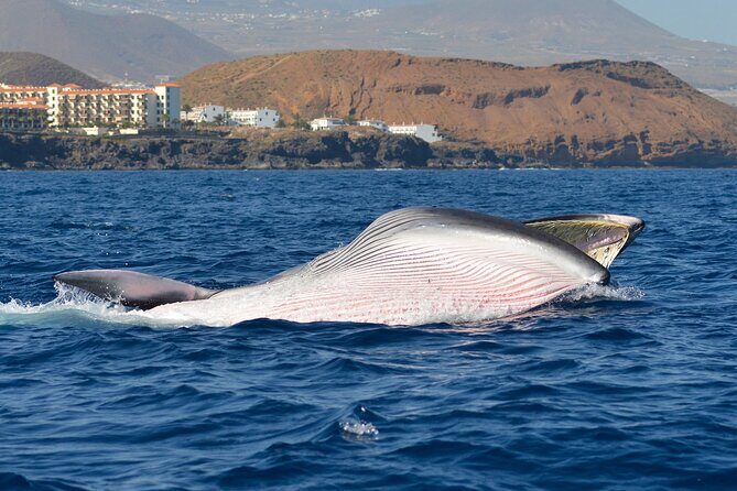 Whale and Dolphin Watching EcoAdventure in Tenerife - Who Will Love This Tour?