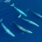 Whale and Dolphin Watching in San Diego Speedboat Tour - Analyzing the Cost and Value