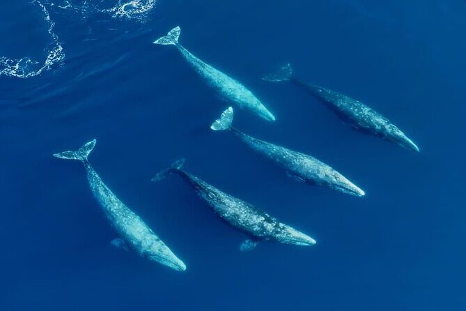 Whale and Dolphin Watching in San Diego Speedboat Tour - Analyzing the Cost and Value