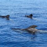 Whale and dolphin watching tour Los Gigantes and Masca in small groups - Authentic Insights from Previous Travelers
