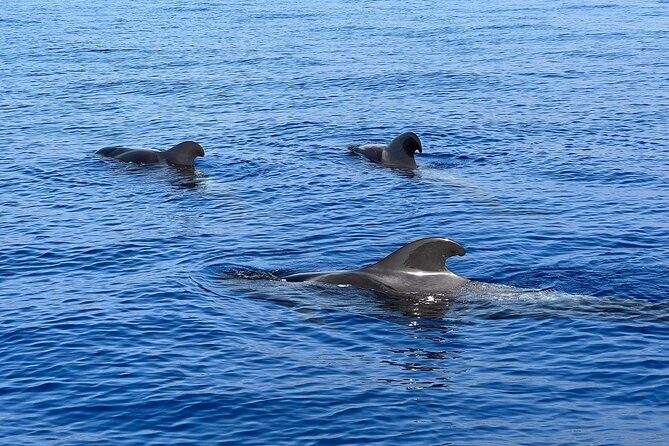 Whale and dolphin watching tour Los Gigantes and Masca in small groups - Authentic Insights from Previous Travelers