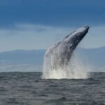 Whale and wildlife watching Private and Semi-Private tours - What to Expect at Each Stop