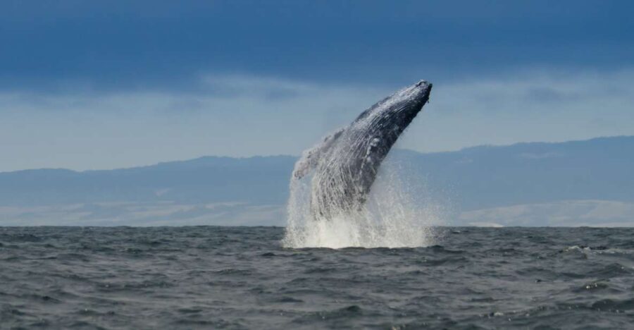 Whale and wildlife watching Private and Semi-Private tours - What to Expect at Each Stop