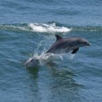Whale Dolphin and Bird Watching Ecotour Cruise - The Itinerary in Detail