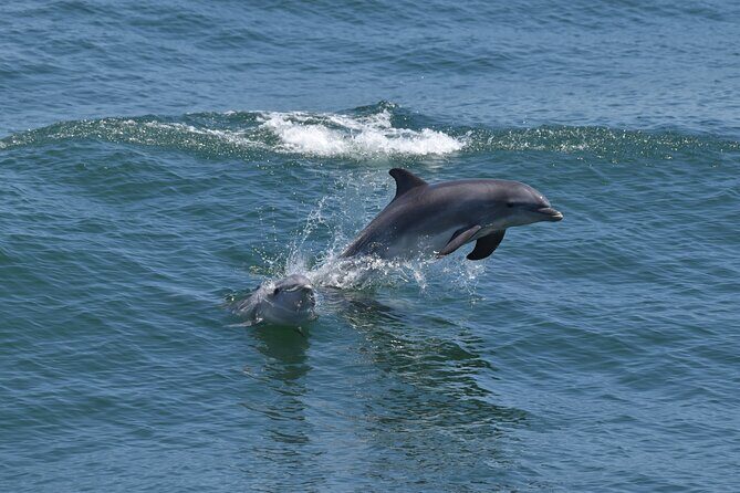 Whale Dolphin and Bird Watching Ecotour Cruise - The Itinerary in Detail