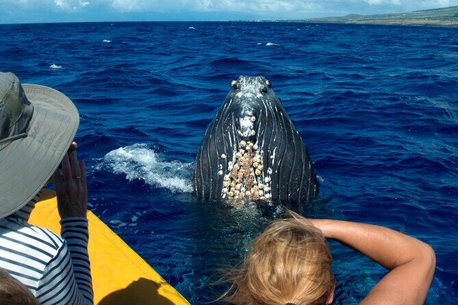 Whale Watch Adventure Aboard Maui's Only Luxury Super Raft - Detailed Tour Breakdown