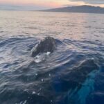 Whale Watch and Scenic Tour from Kayak - The Experience on the Water