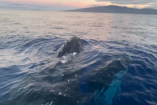 Whale Watch and Scenic Tour from Kayak - The Experience on the Water